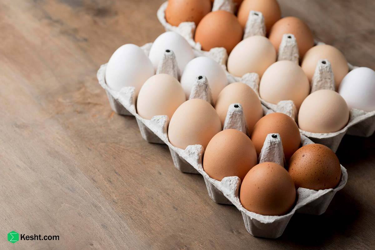 Types of Eggs - Ekesht Platform